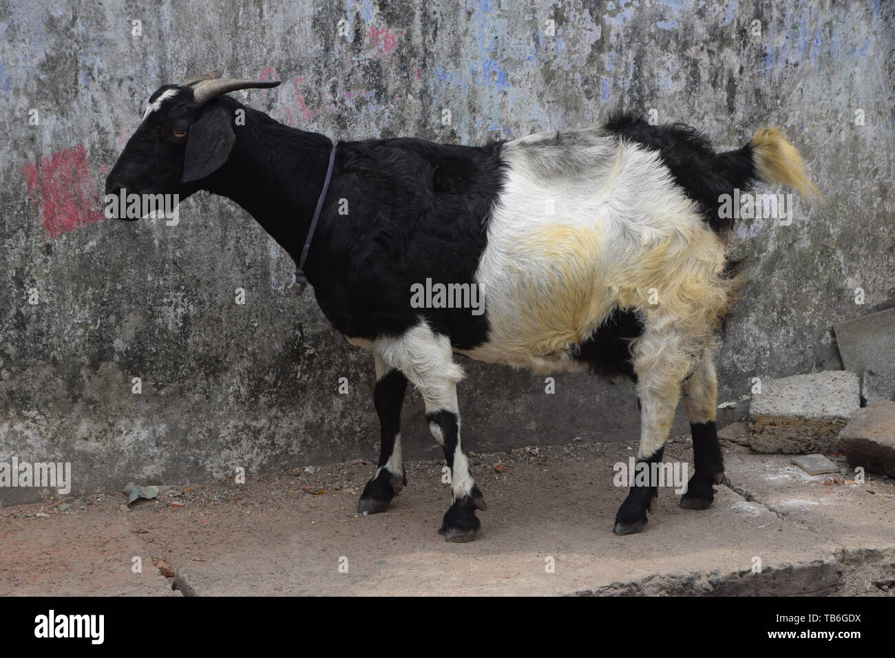 goat, cochin, kerala, india Stock Photo - Alamy