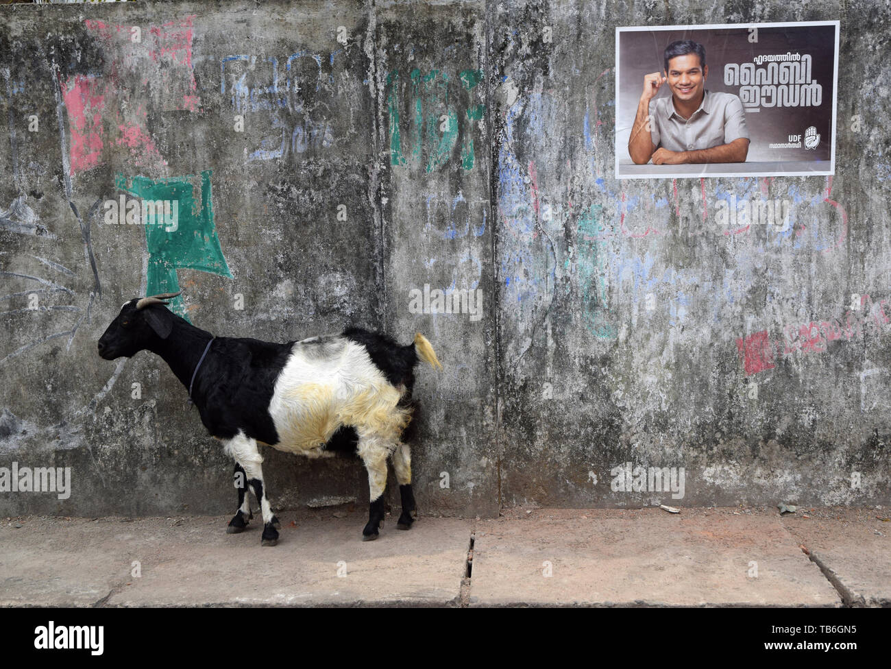 goat, cochin, kerala, india Stock Photo - Alamy