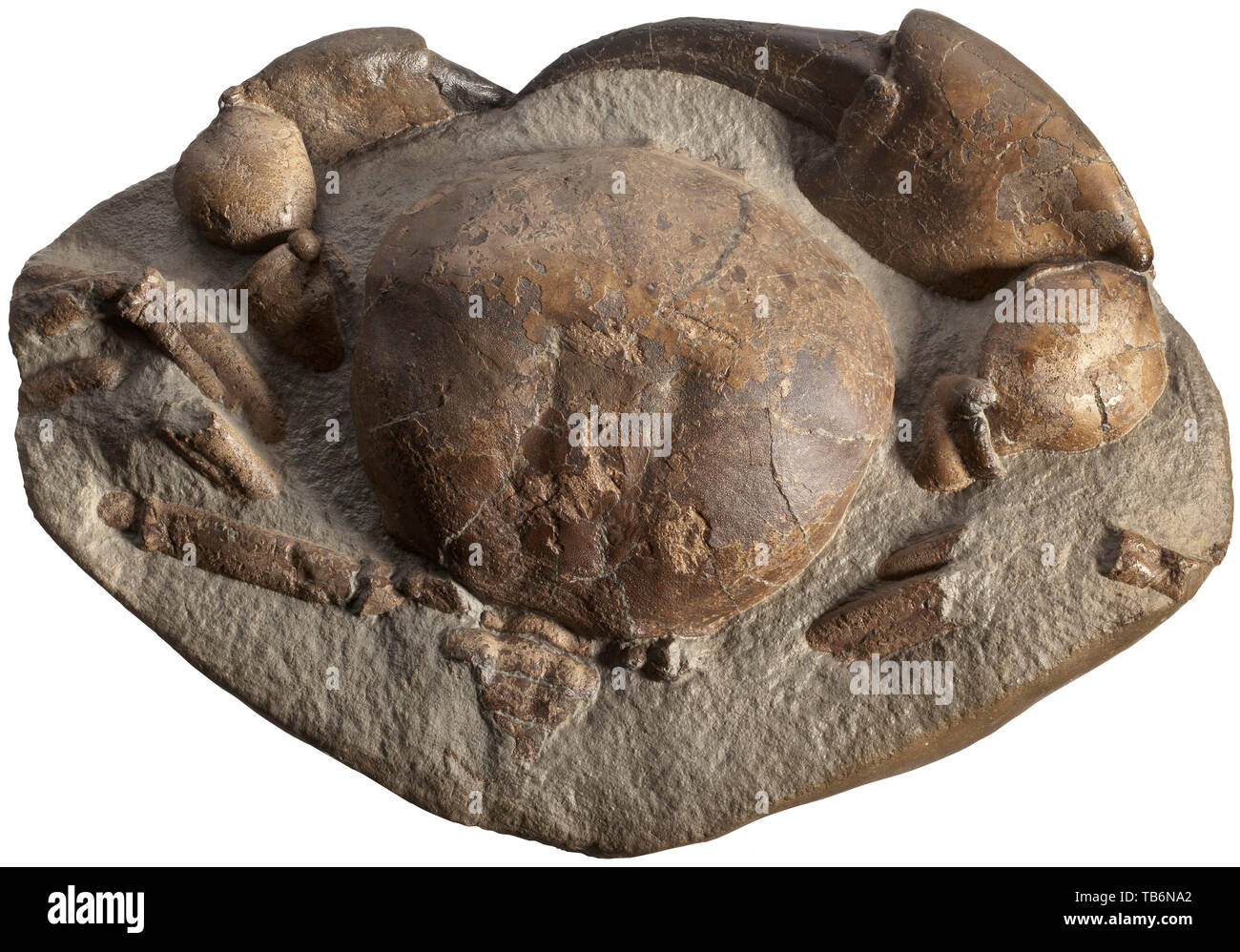 A fossilised crab, North America, Devonian period, Circa 400 million ...