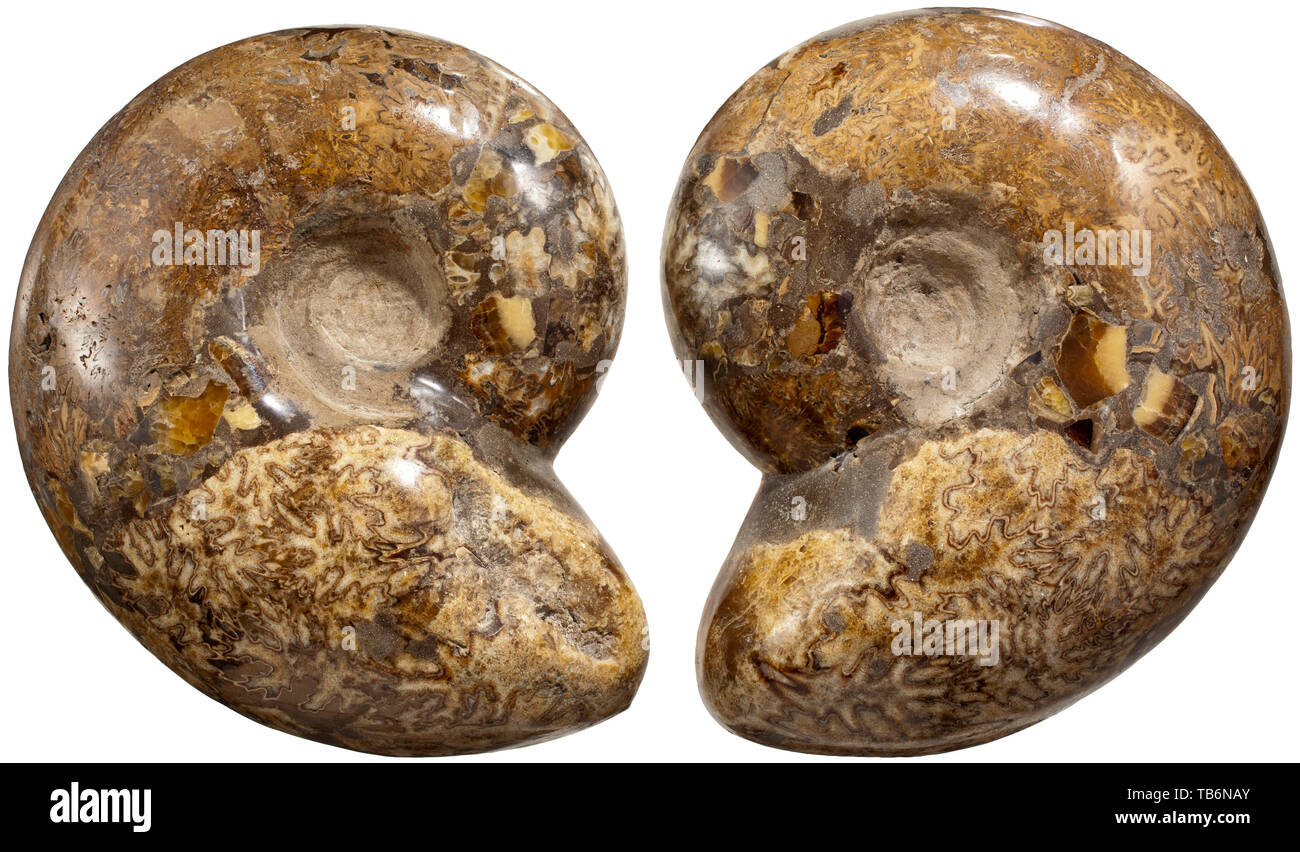 Split ammonite hi-res stock photography and images - Alamy