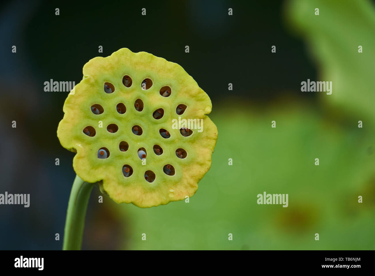 Trypophobia in plants hi-res stock photography and images - Alamy