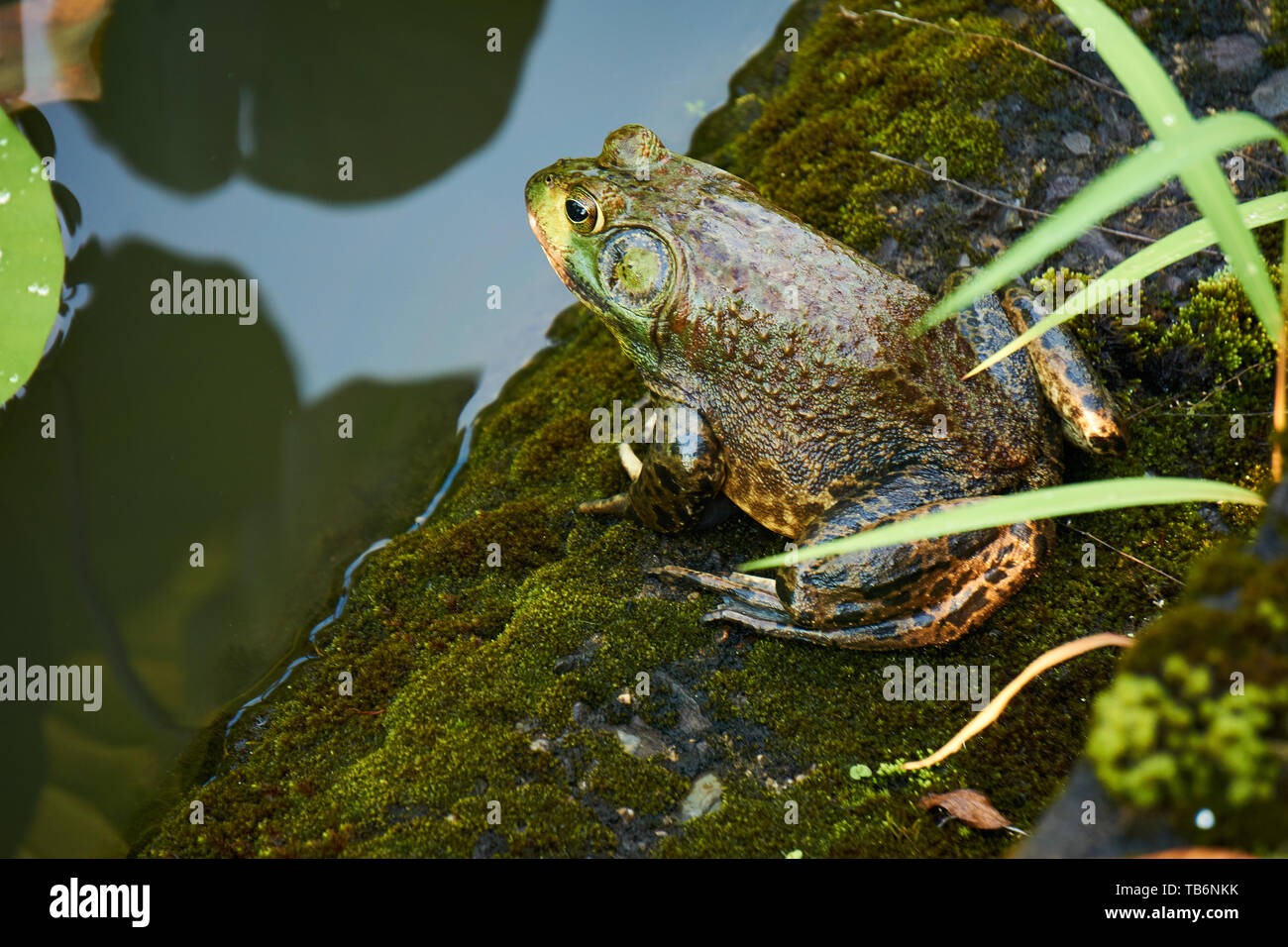 Asian grass frog hi-res stock photography and images - Alamy