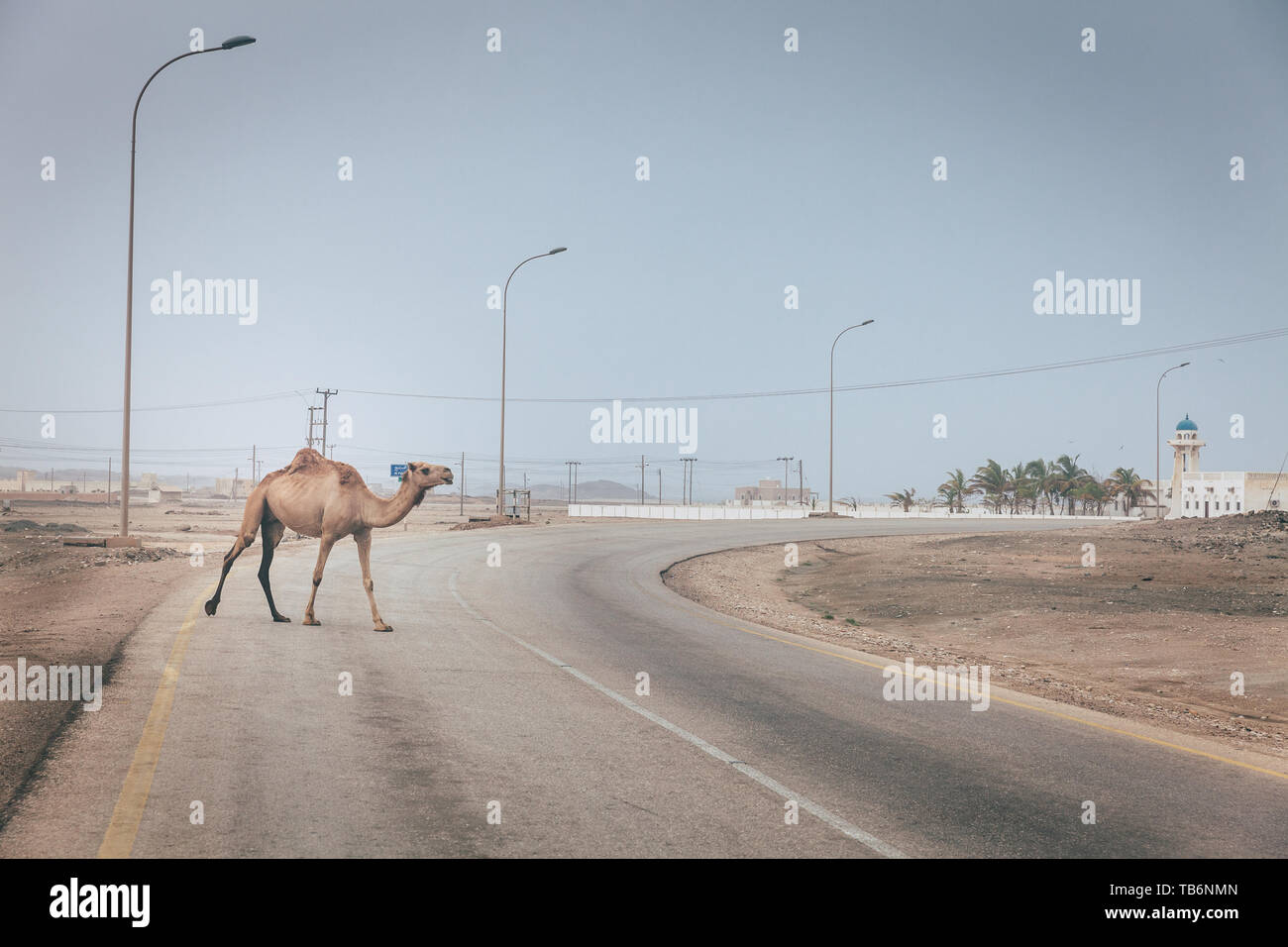 Middle east camel hi-res stock photography and images - Alamy