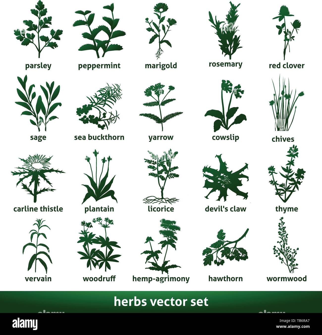 Herbal medicinal vector set hi-res stock photography and images - Alamy