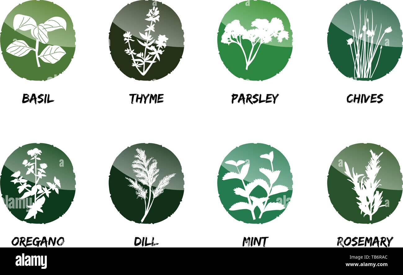 herbs vector cook taste flavor aroma eat leaves collect Stock Vector ...