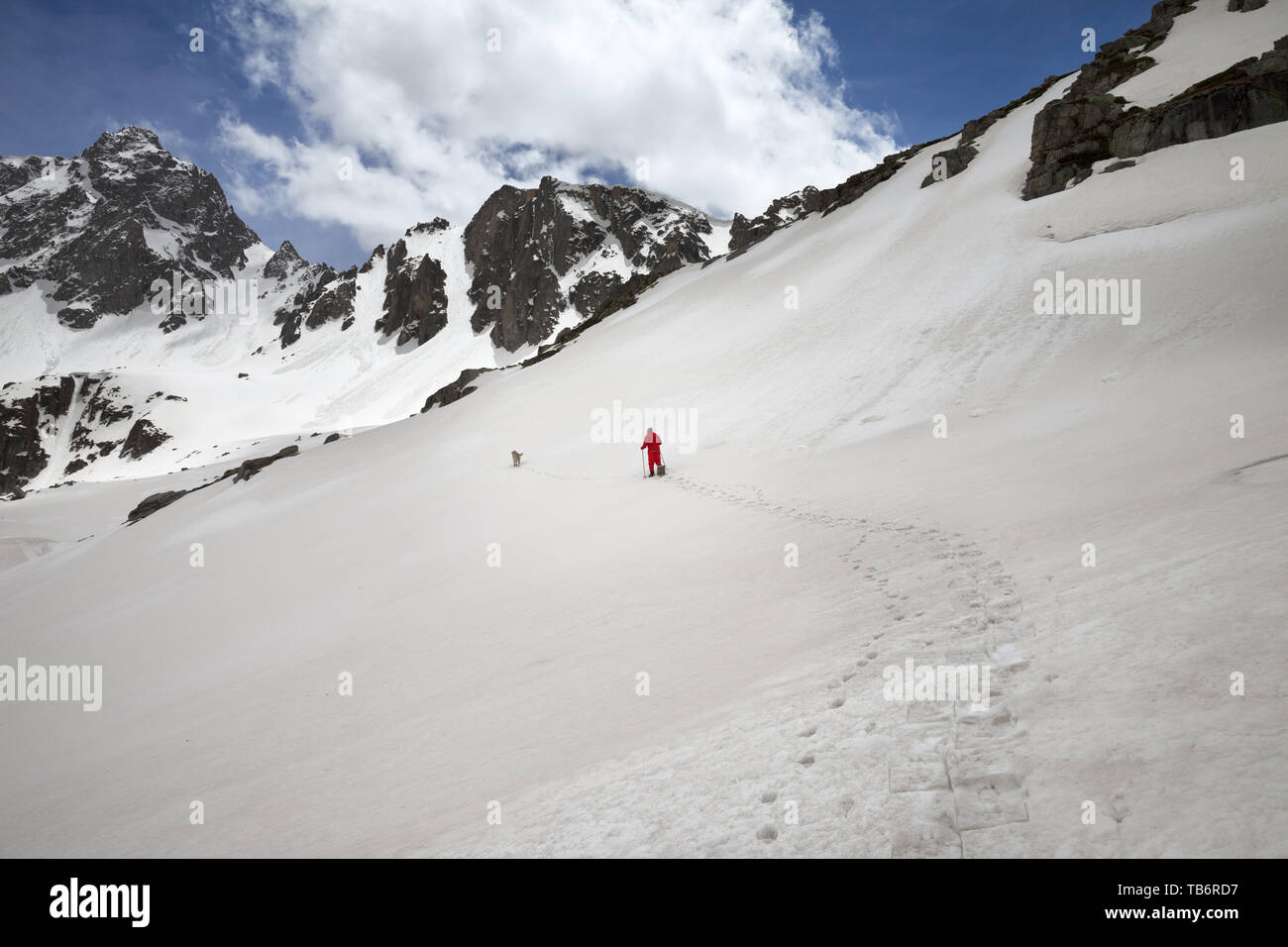 Hiker in snowshoes with dog in high snowy mountain at gray day. Turkey ...