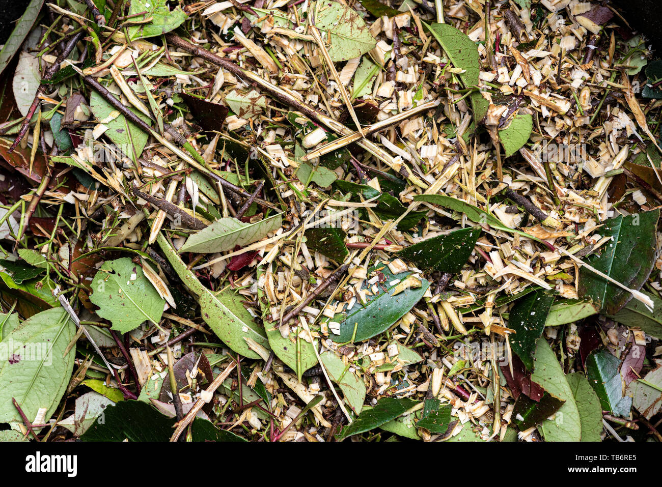 Freshly shredded garden waste ready to be added to the compost bin ...