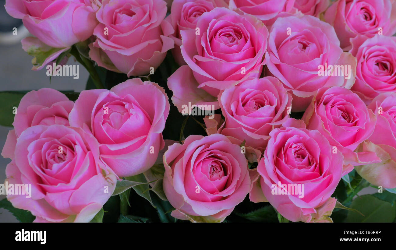 Bunch of pink roses Stock Photo - Alamy