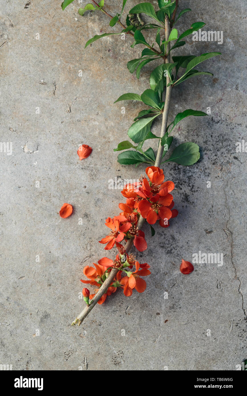 Maules quince hi-res stock photography and images - Alamy