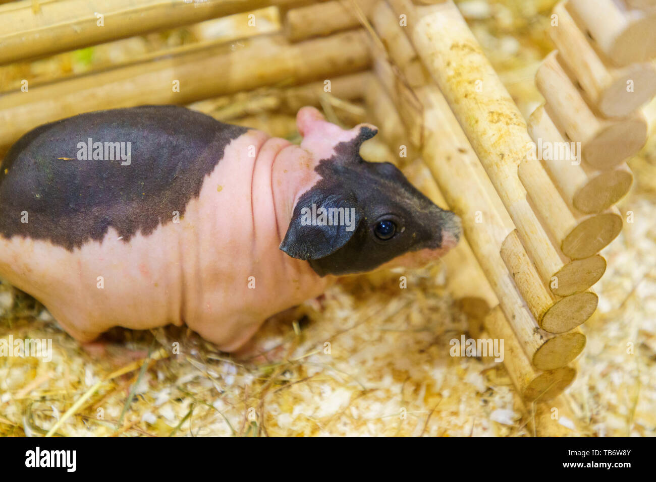 Hairless Guinea or Rodent pig top view In cages and farms Stock Photo ...