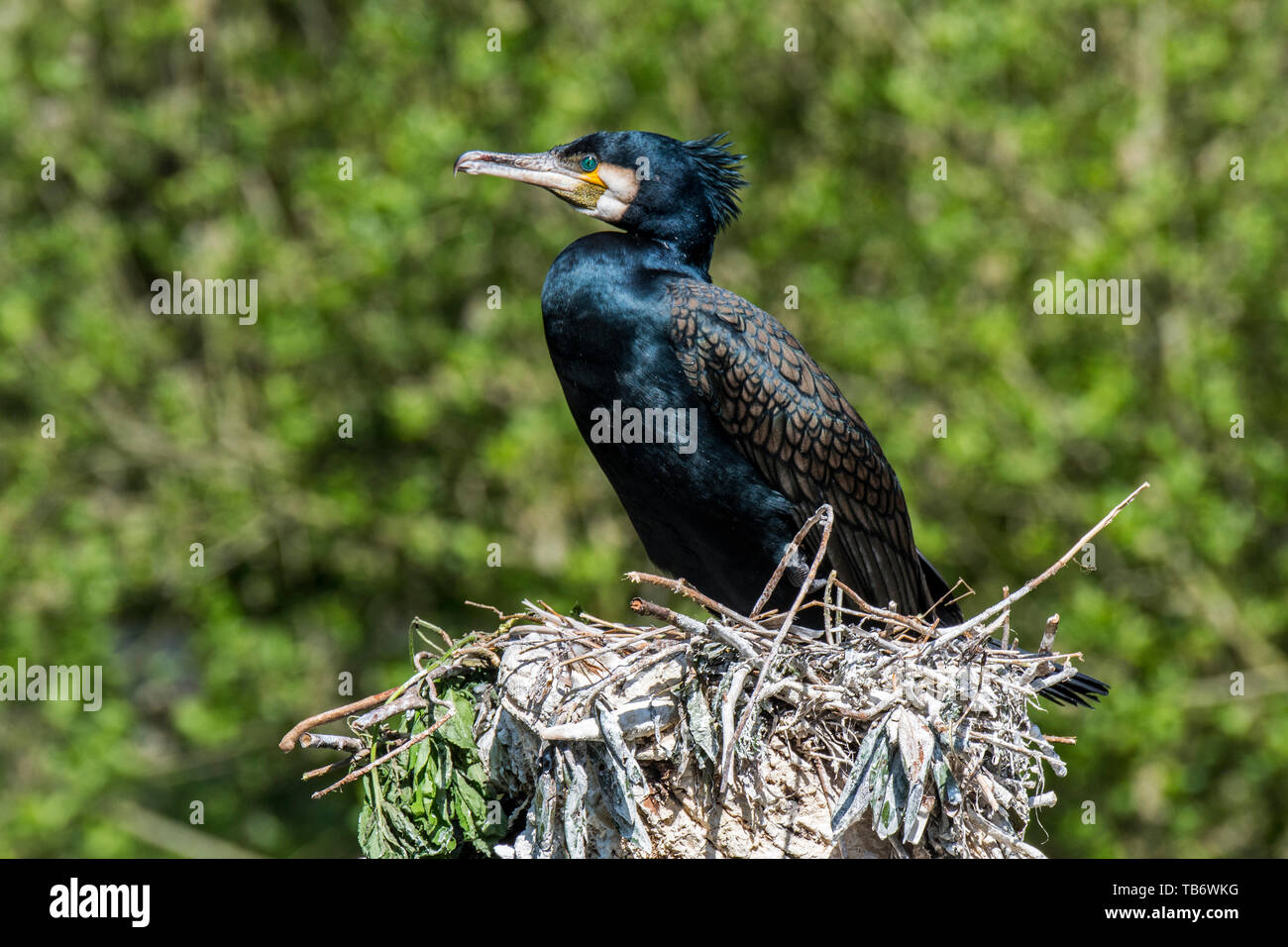 Great cormorant / great black cormorant (Phalacrocorax carbo) sitting ...
