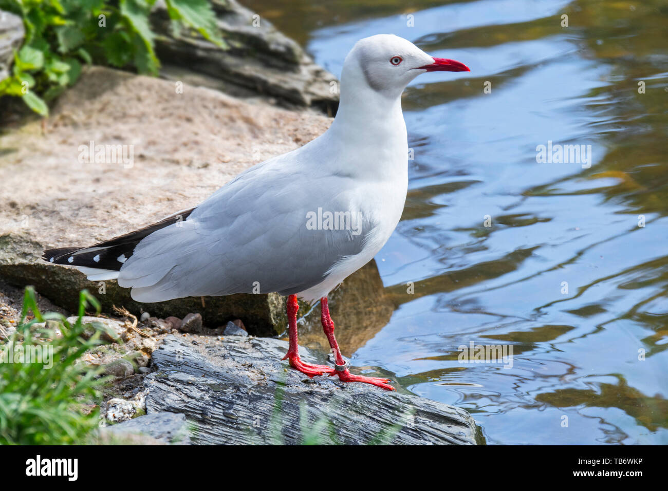 Grey-headed gull / grey-hooded gull (Chroicocephalus cirrocephalus ...