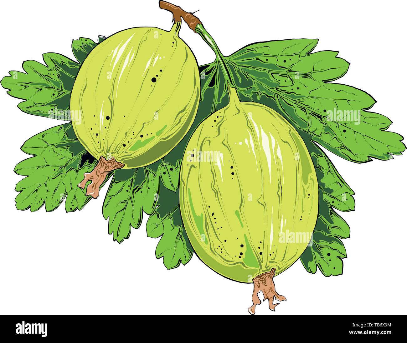 Hand drawn sketch of gooseberry in color. Isolated on white background ...