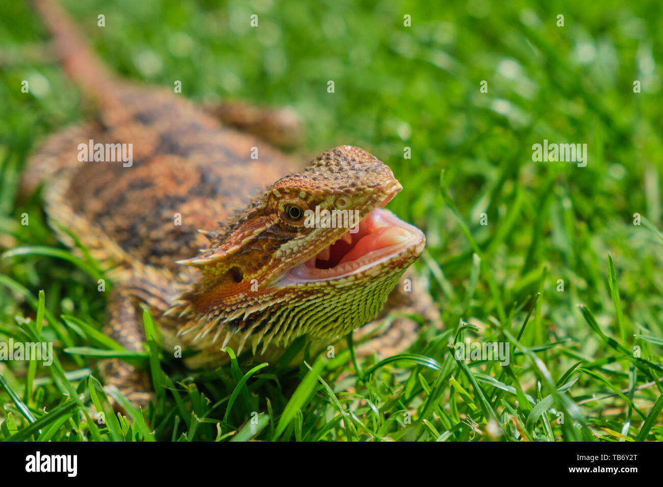 Dragon In Grass Stock Photos & Dragon In Grass Stock Images - Alamy
