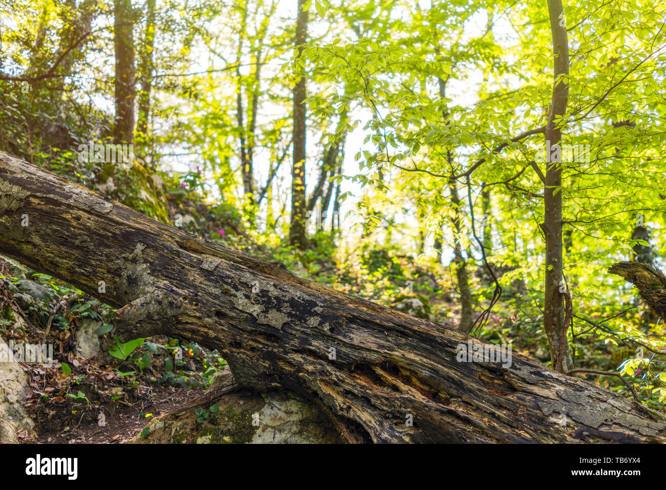 An old rotten tree lies on a tourist trail in the forest. Sunlight ...