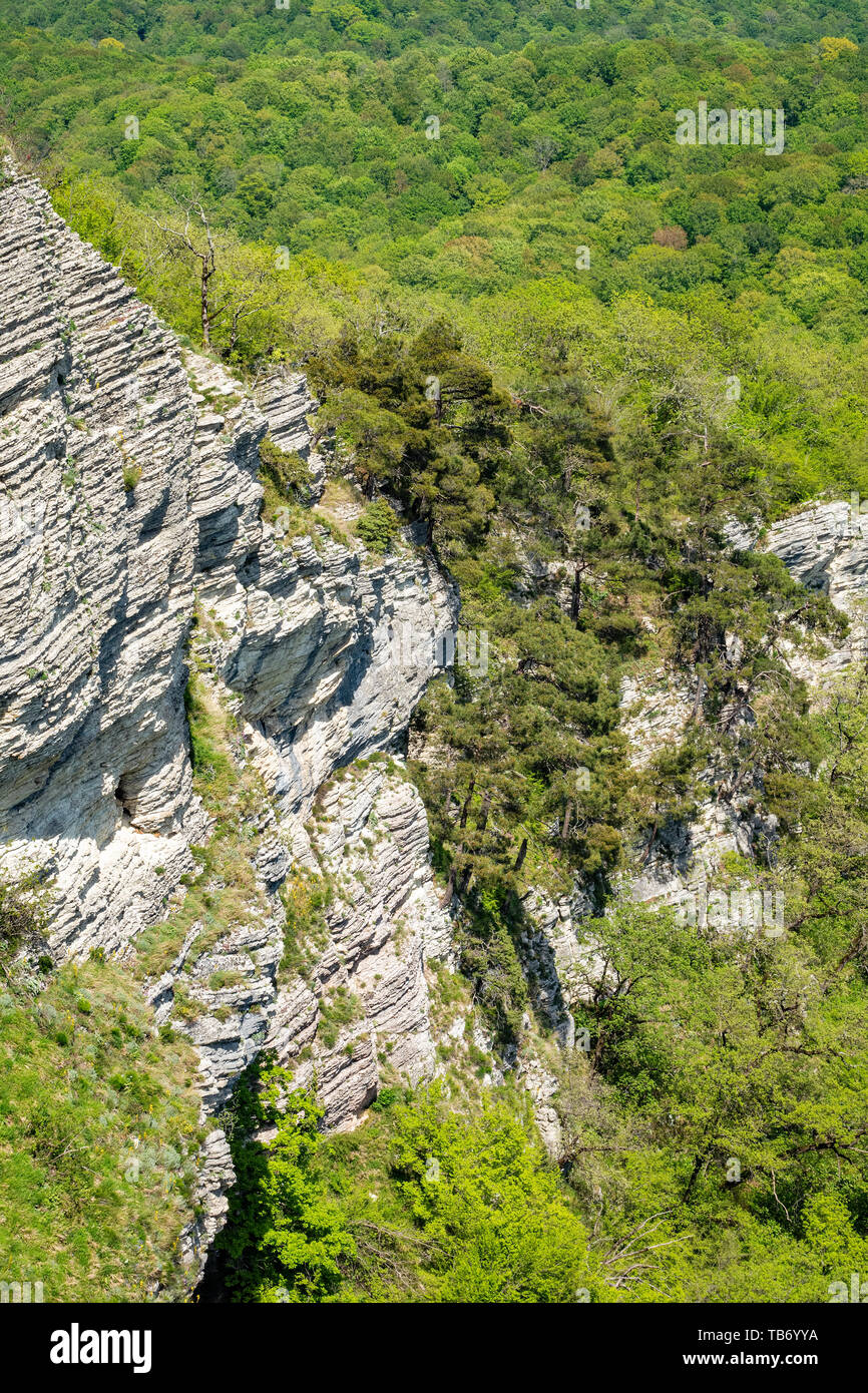 Rocky cliff in dense green forest. Spring colors in the mountain forest ...