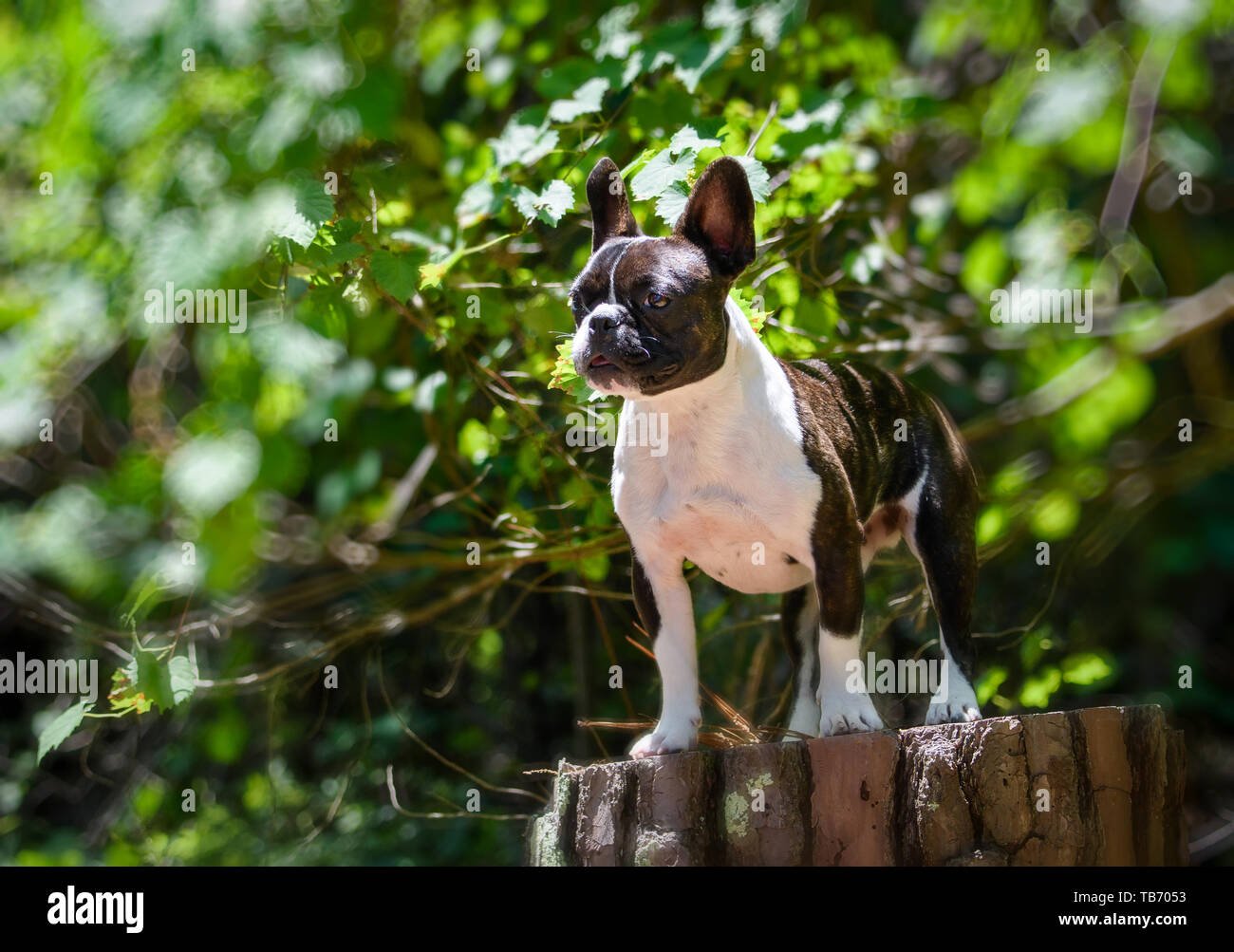 French bulldog posed on a tree stump for an outdoor portrait Stock ...