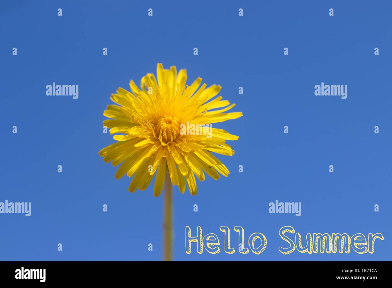 Hello summer banner. New season . Welcome card Yellow flowers ...