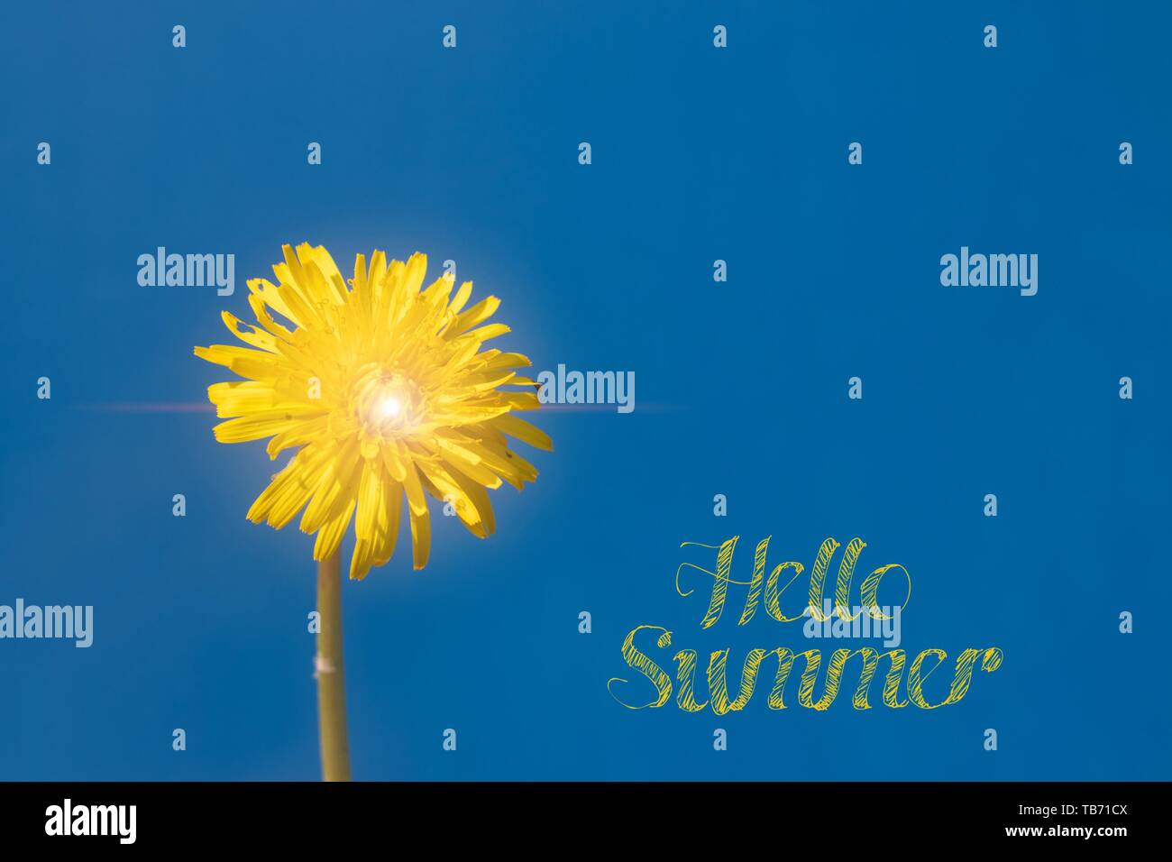 Hello summer banner. New season . Welcome card Yellow flowers ...