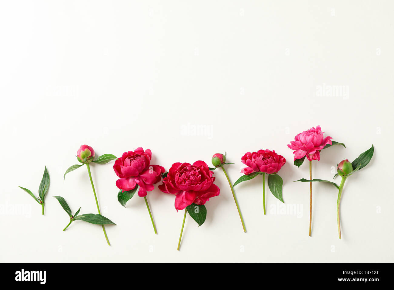 Flat lay composition with beautiful peonies on white background, space ...