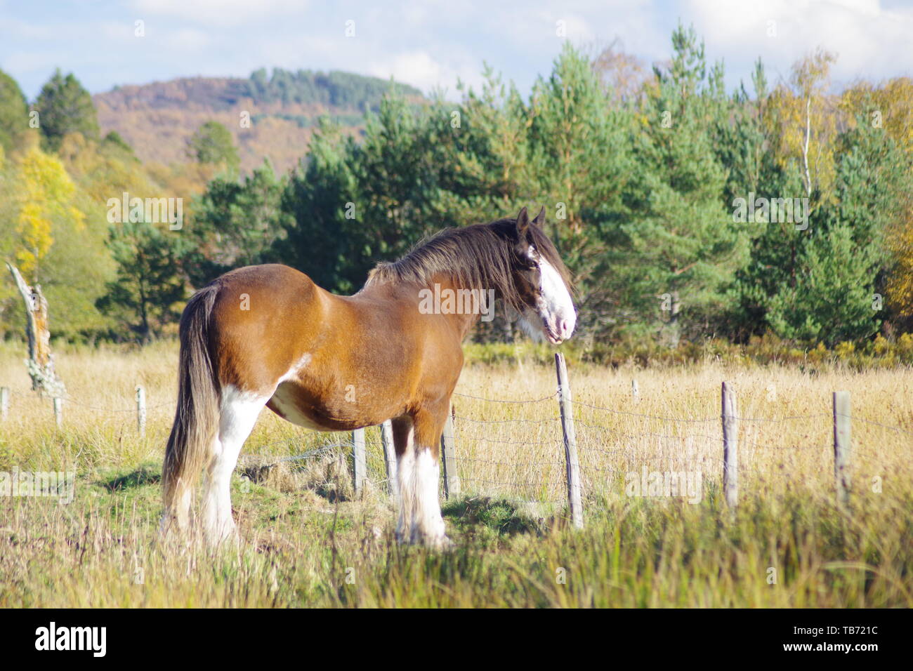 Brown Shire Horse in a Field by Scottish Autumn Woodland. Muir of ...