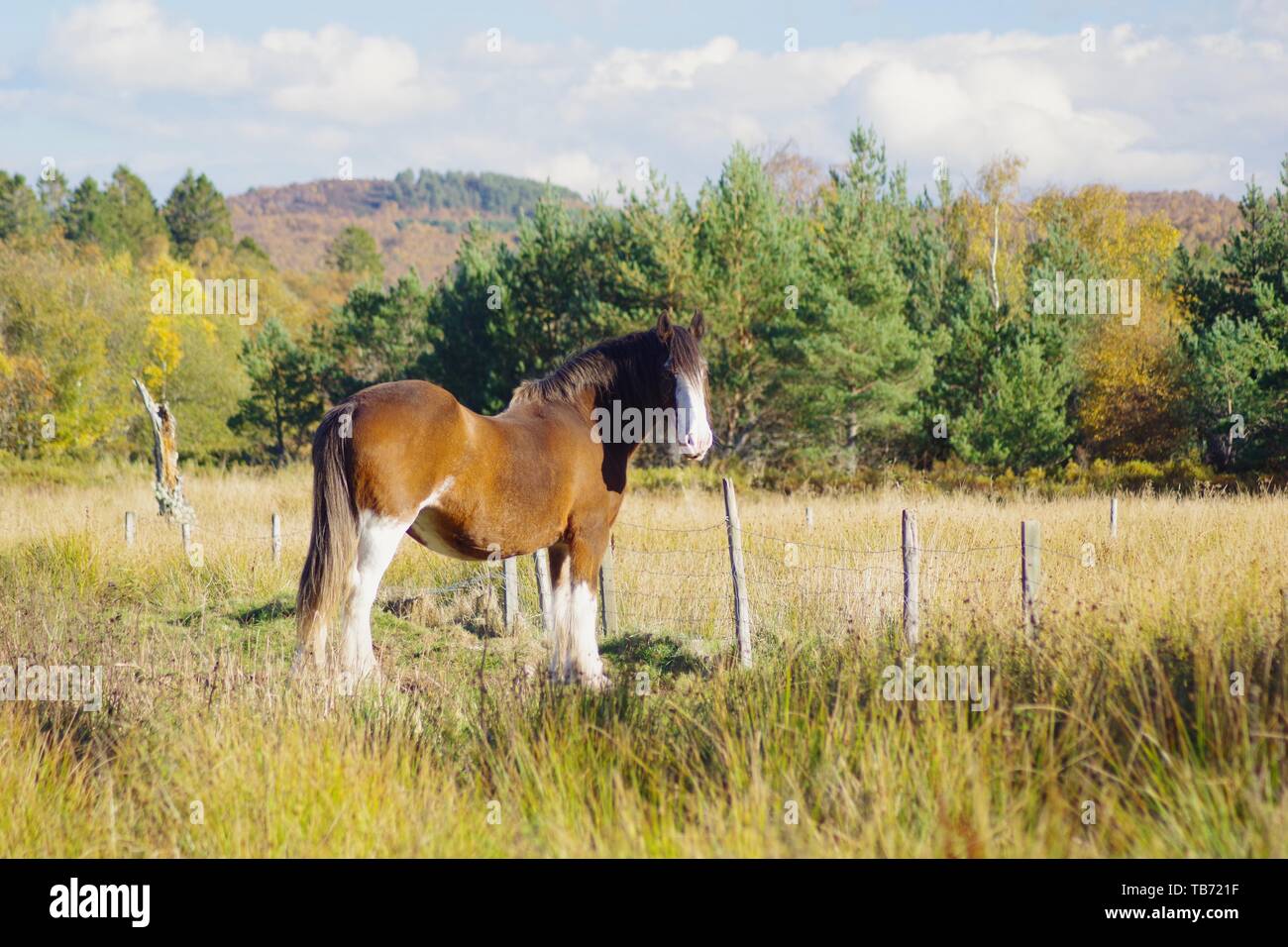 Brown Shire Horse in a Field by Scottish Autumn Woodland. Muir of ...