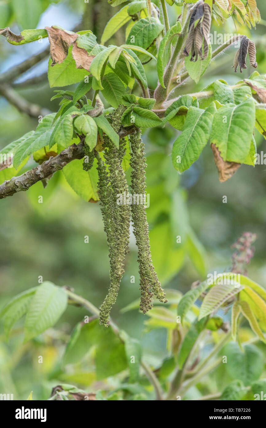Flowers of Japanese Walnut / Juglans ailantifolia tree with exposed ...