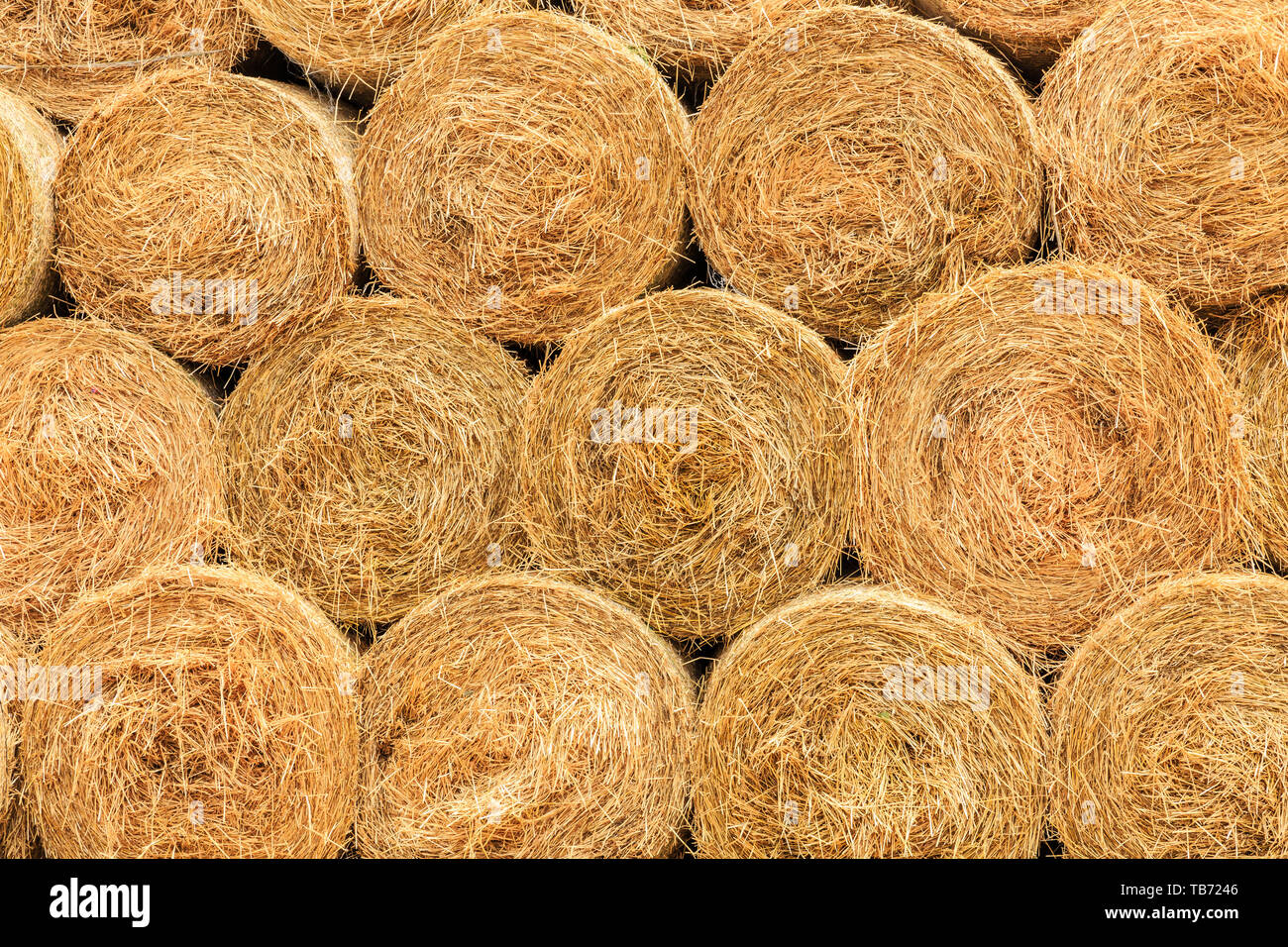 Round straw bales haystack on farmland Stock Photo - Alamy