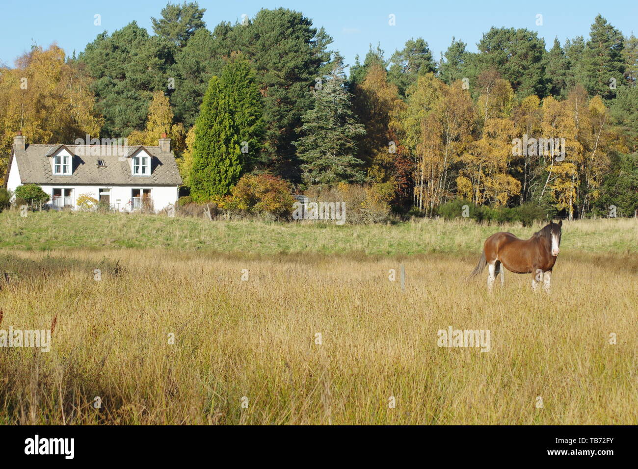 Brown Shire Horse in a Field by Scottish Autumn Woodland. Muir of ...