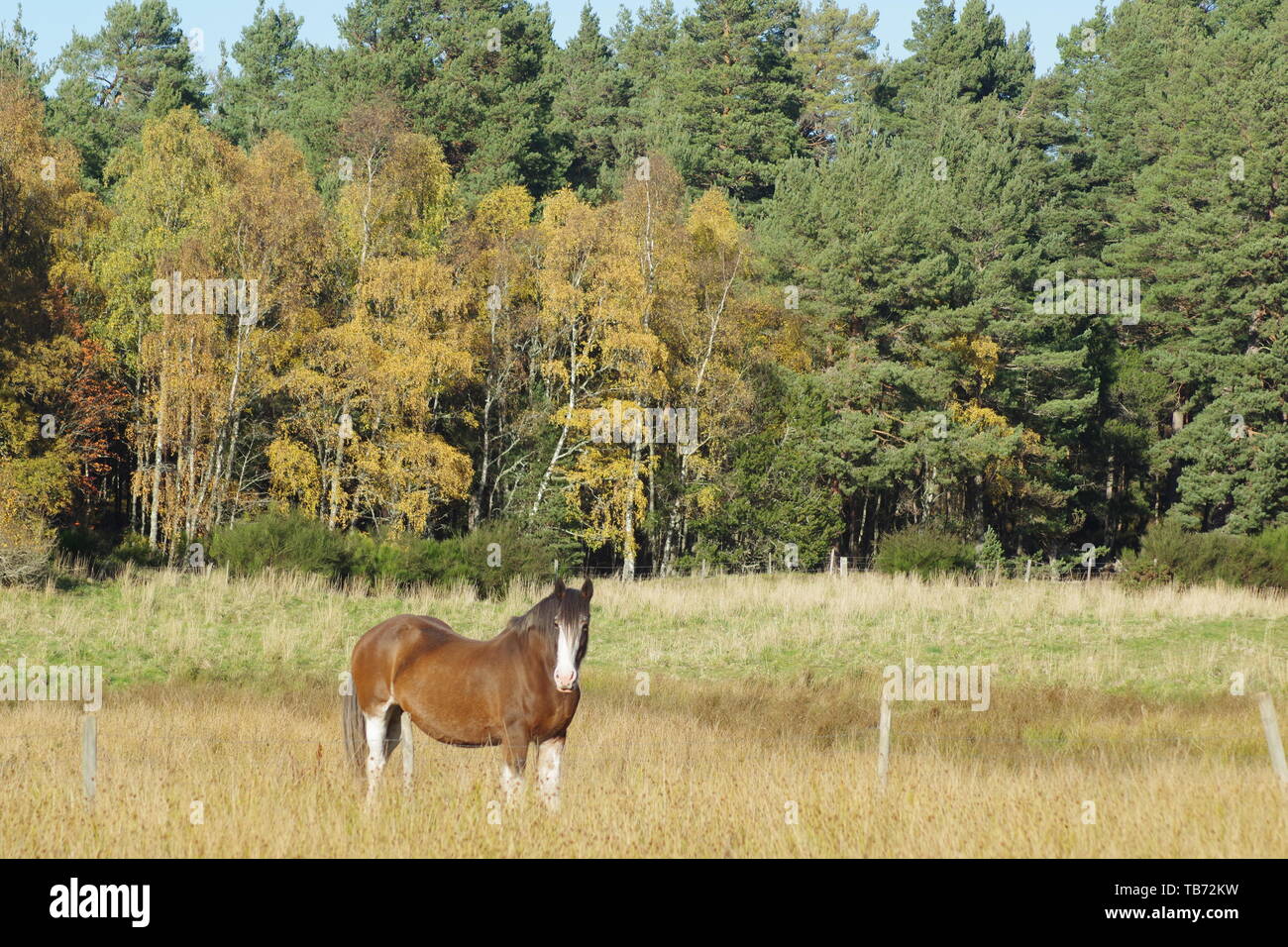 Brown Shire Horse in a Field by Scottish Autumn Woodland. Muir of ...