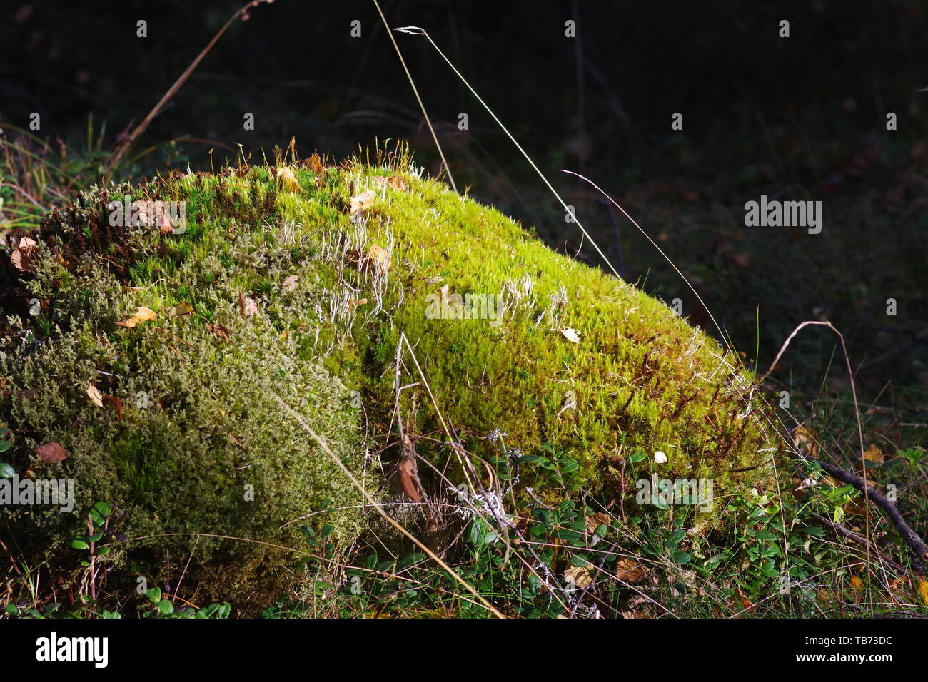Mossy mound hi-res stock photography and images - Alamy