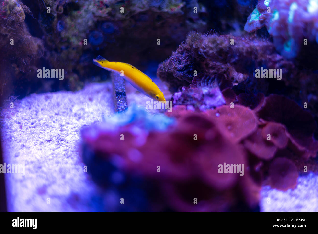 Little yellow fish swimming at the bottom of an salt water aquarium ...