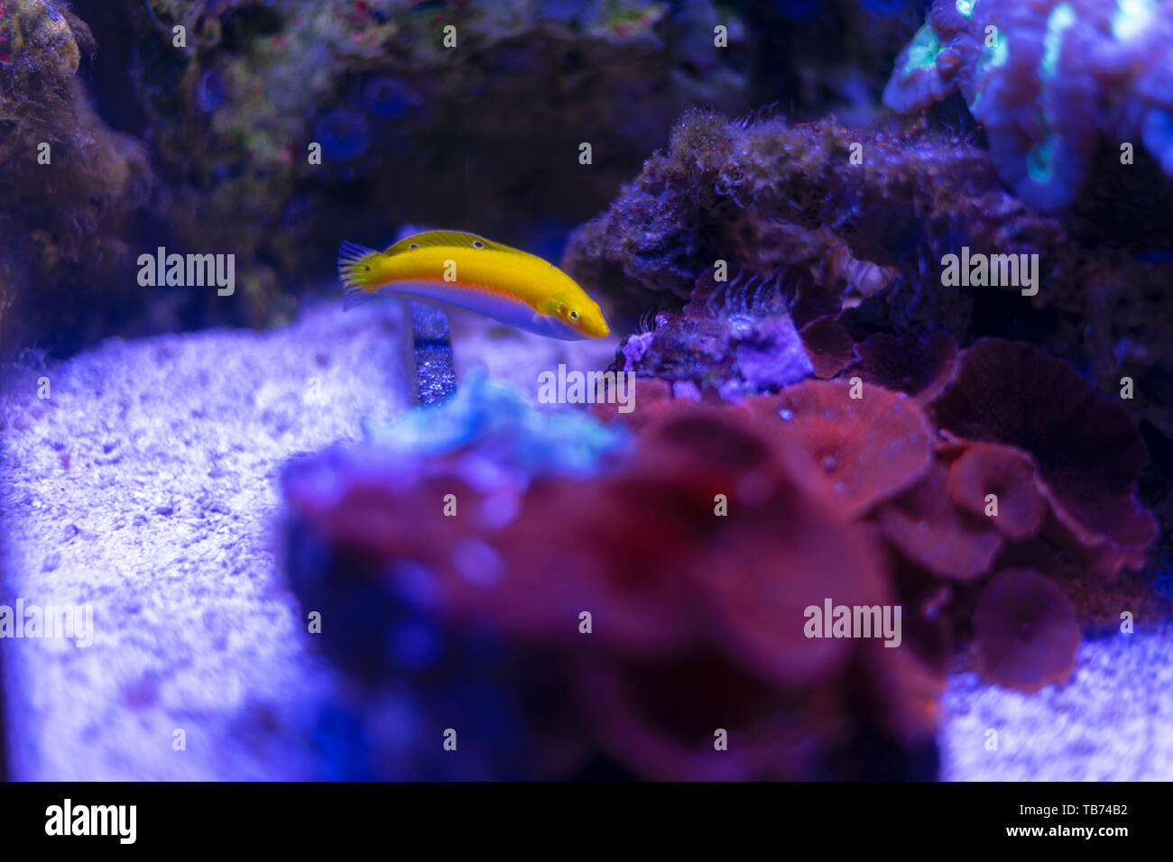 Little yellow fish swimming at the bottom of an salt water aquarium ...