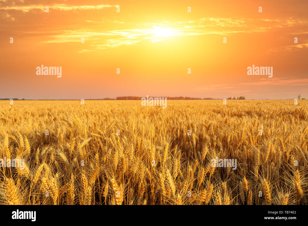 Wheat crop field sunset landscape Stock Photo - Alamy
