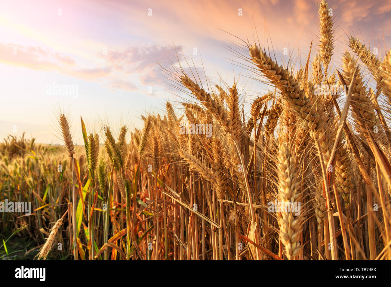 Wheat crop field sunset landscape Stock Photo - Alamy