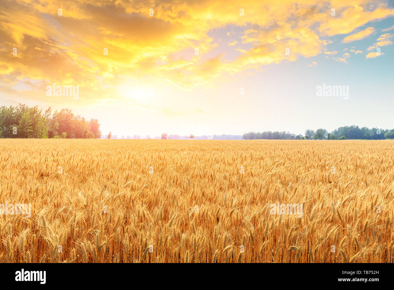 Wheat crop field sunset landscape Stock Photo - Alamy
