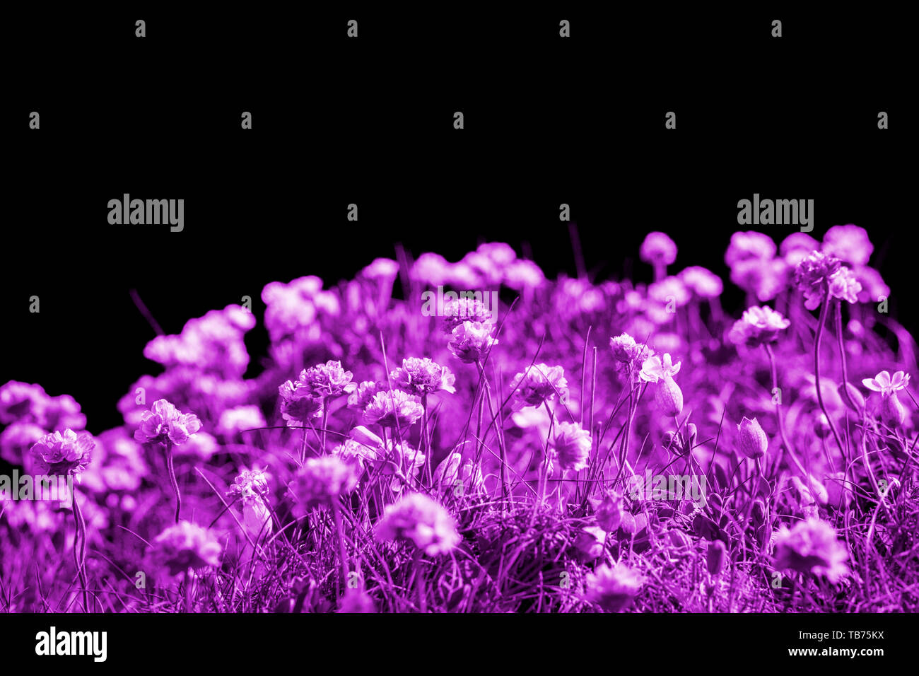 Close-up photo of meadow, grassland, mead in unreal colors on the black ...