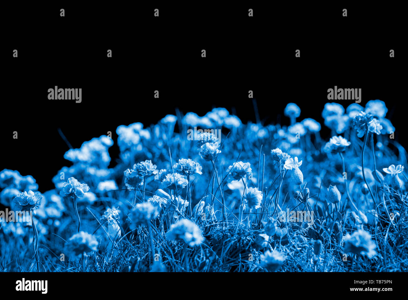 Close-up photo of meadow, grassland, mead in unreal colors on the black ...