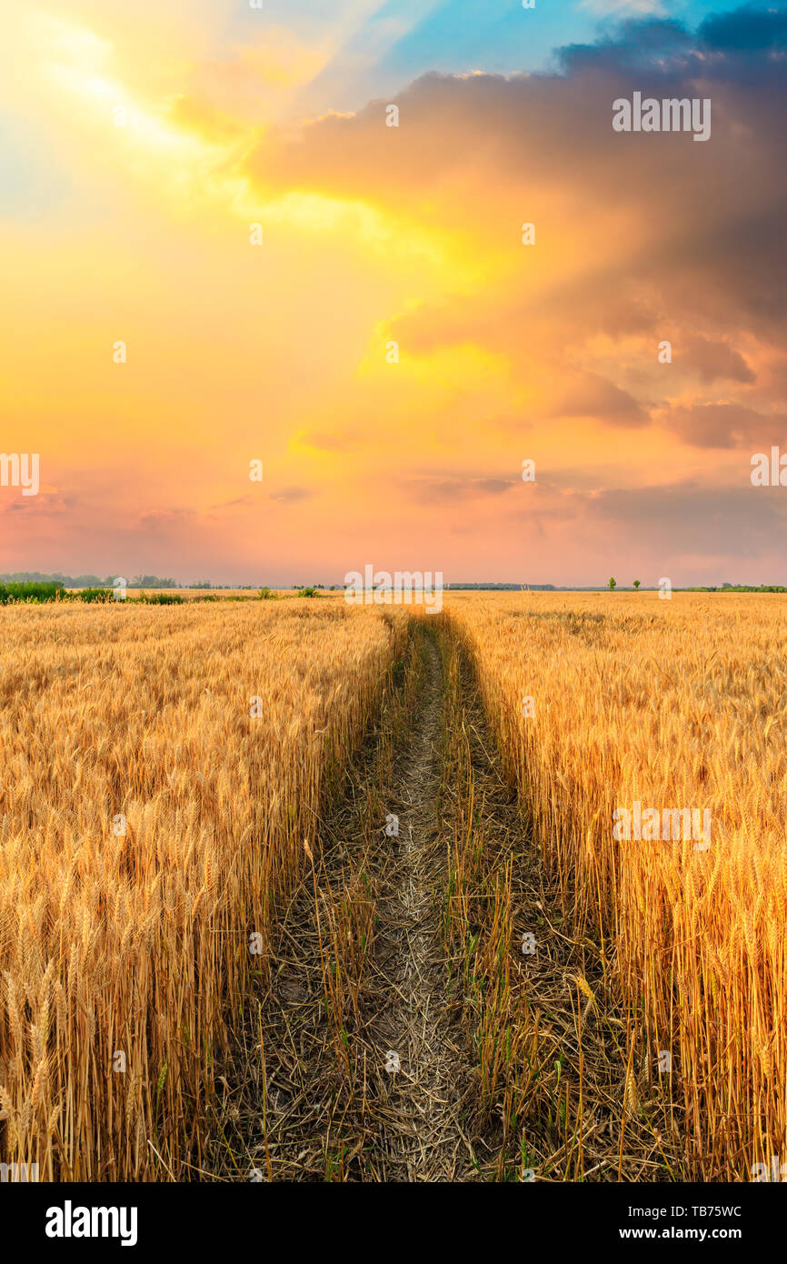 Field road and yellow wheat fields at sunset Stock Photo - Alamy