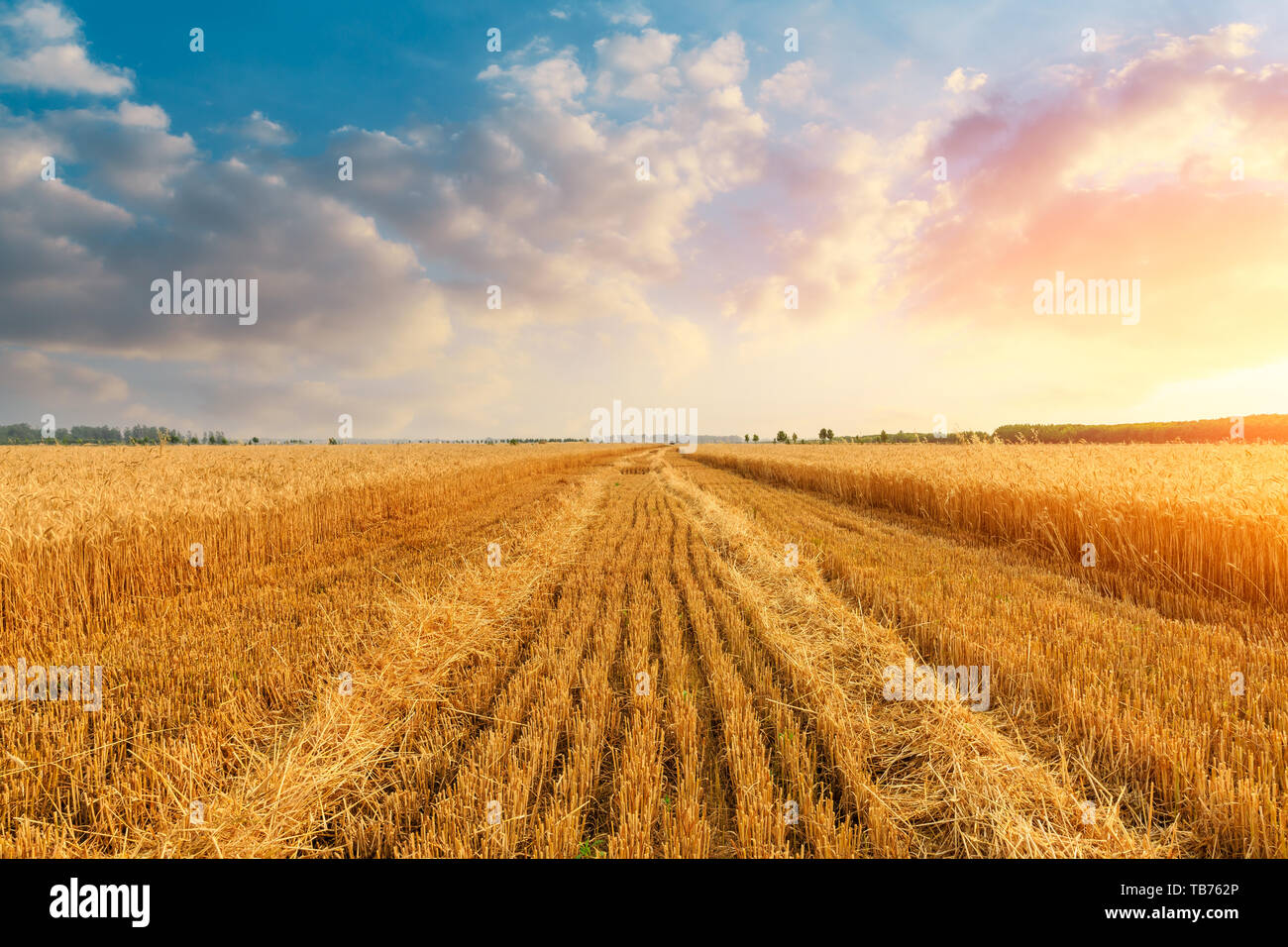 Wheat crop field sunset landscape Stock Photo - Alamy