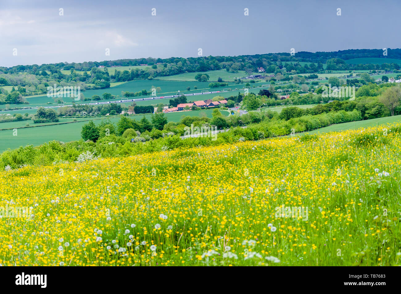 Hertfordshire, England, UK - May 18, 2019 : Langton Wood beautiful ...