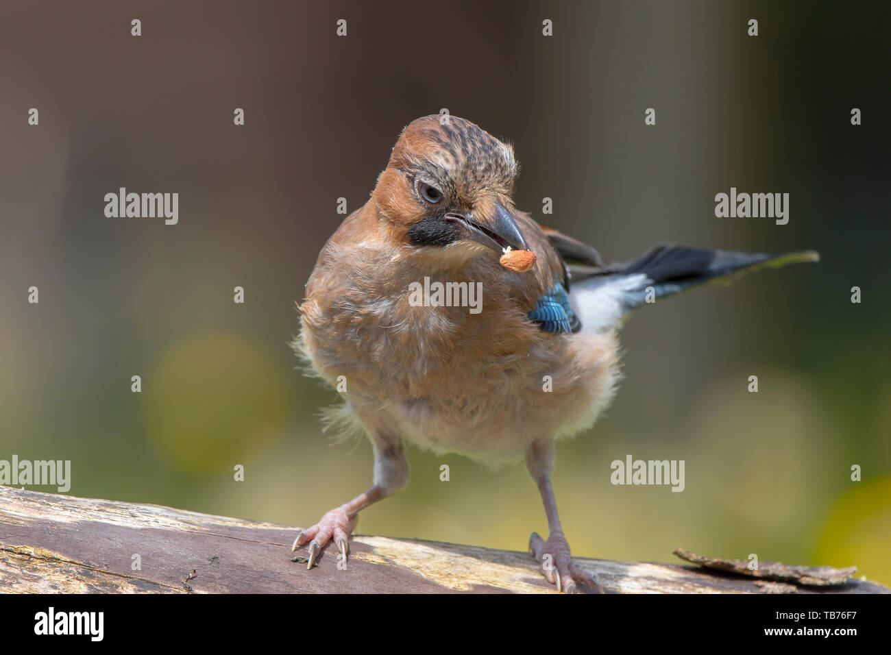 Jays on a log hi-res stock photography and images - Alamy