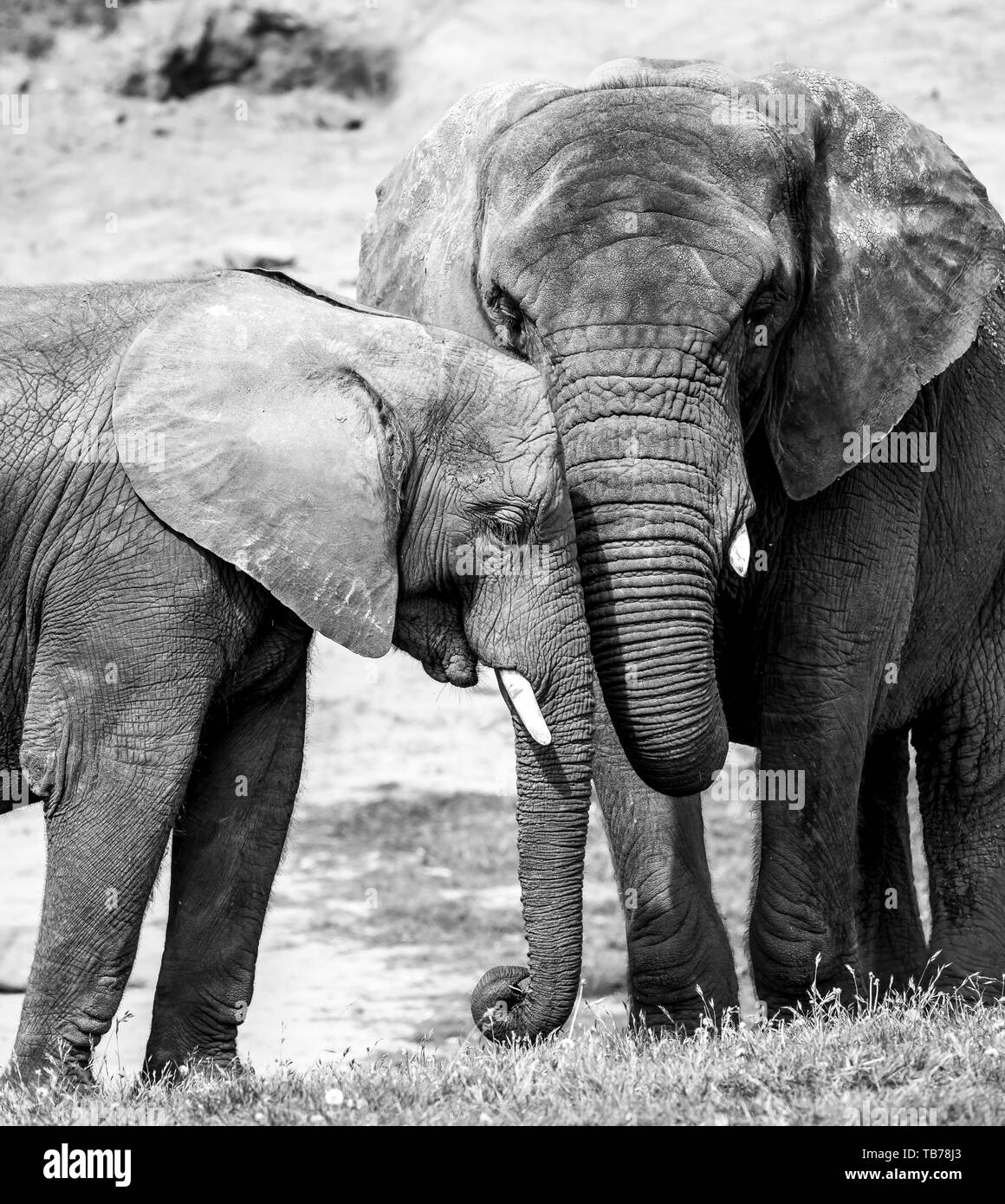 Monochrome close up showing strong affection, bond, love between ...