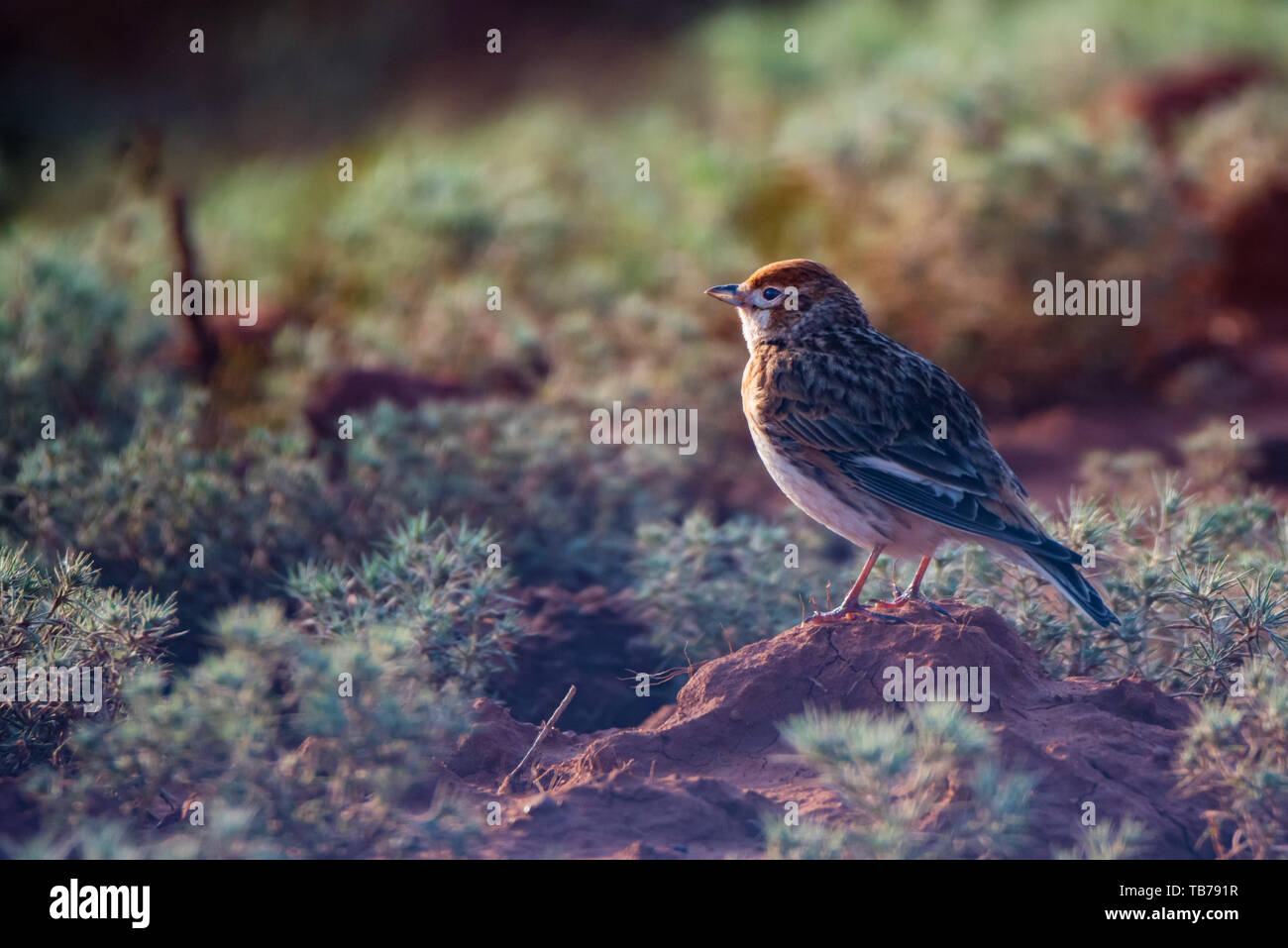White-winged Lark or Alauda leucoptera sits on ground Stock Photo - Alamy