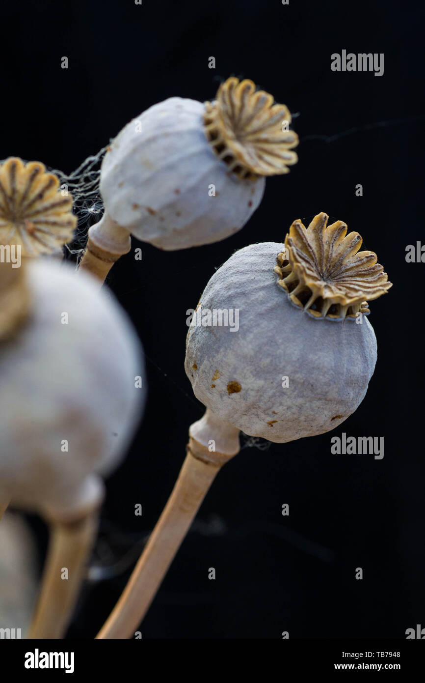 Anti poppy hi-res stock photography and images - Alamy