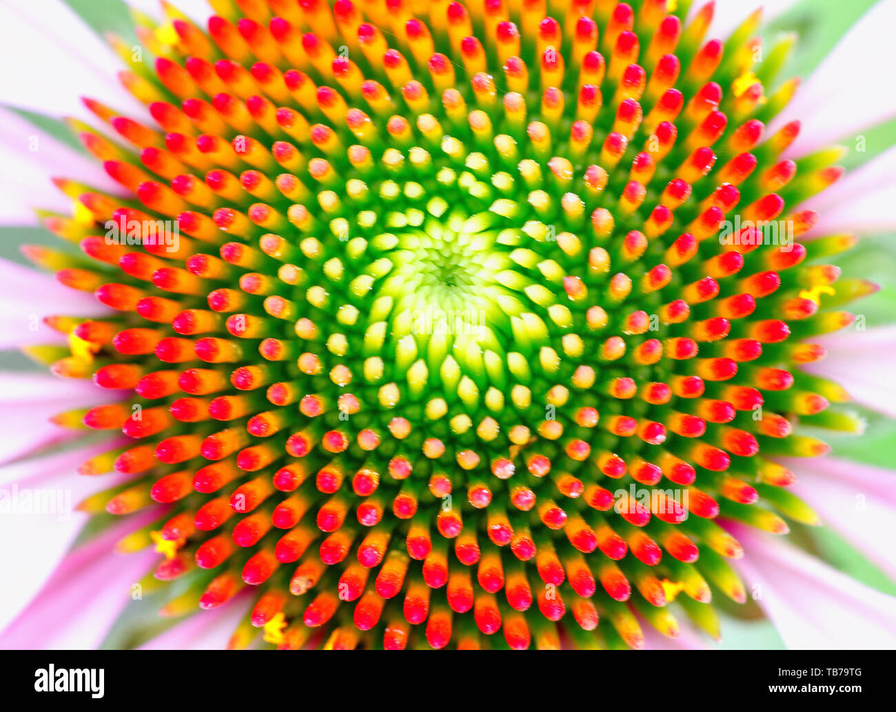 Center of the beautiful coneflower showing fibonacci pattern Stock ...