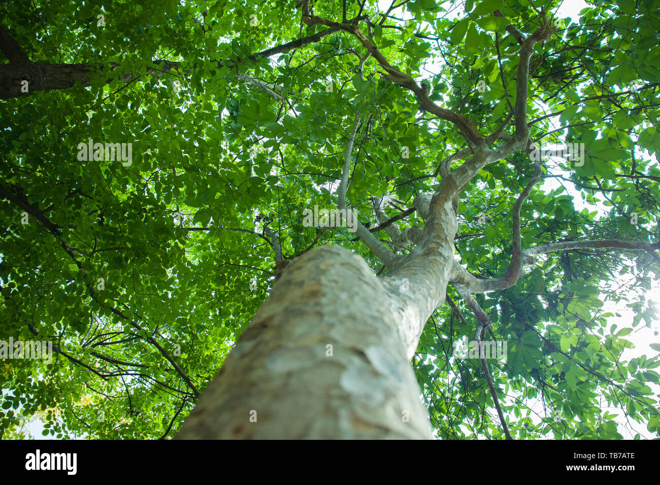 bottom view of tree in jungle and lighting of morning.forest and ...