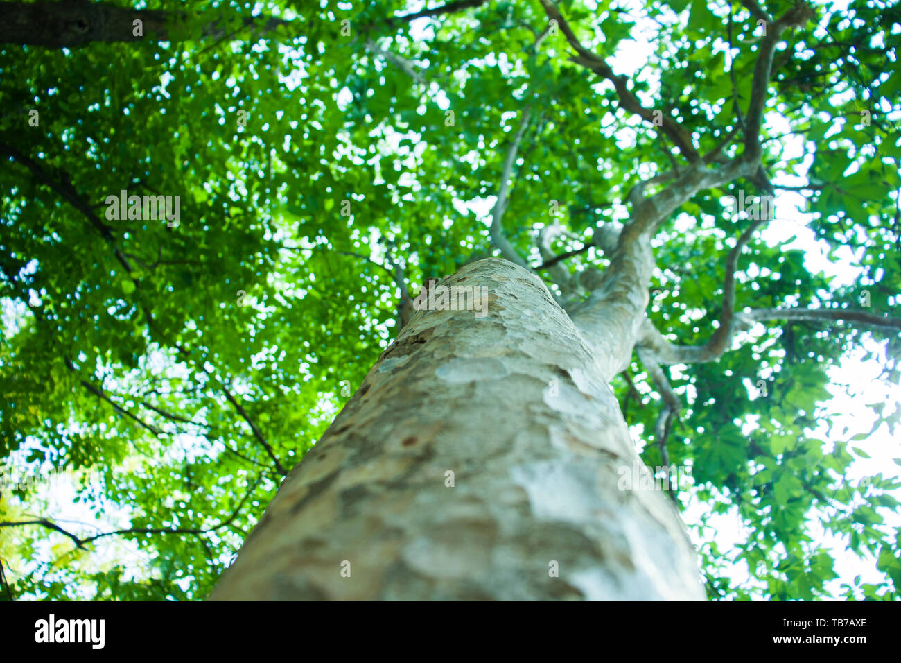 bottom view of tree in jungle and lighting of morning.forest and ...