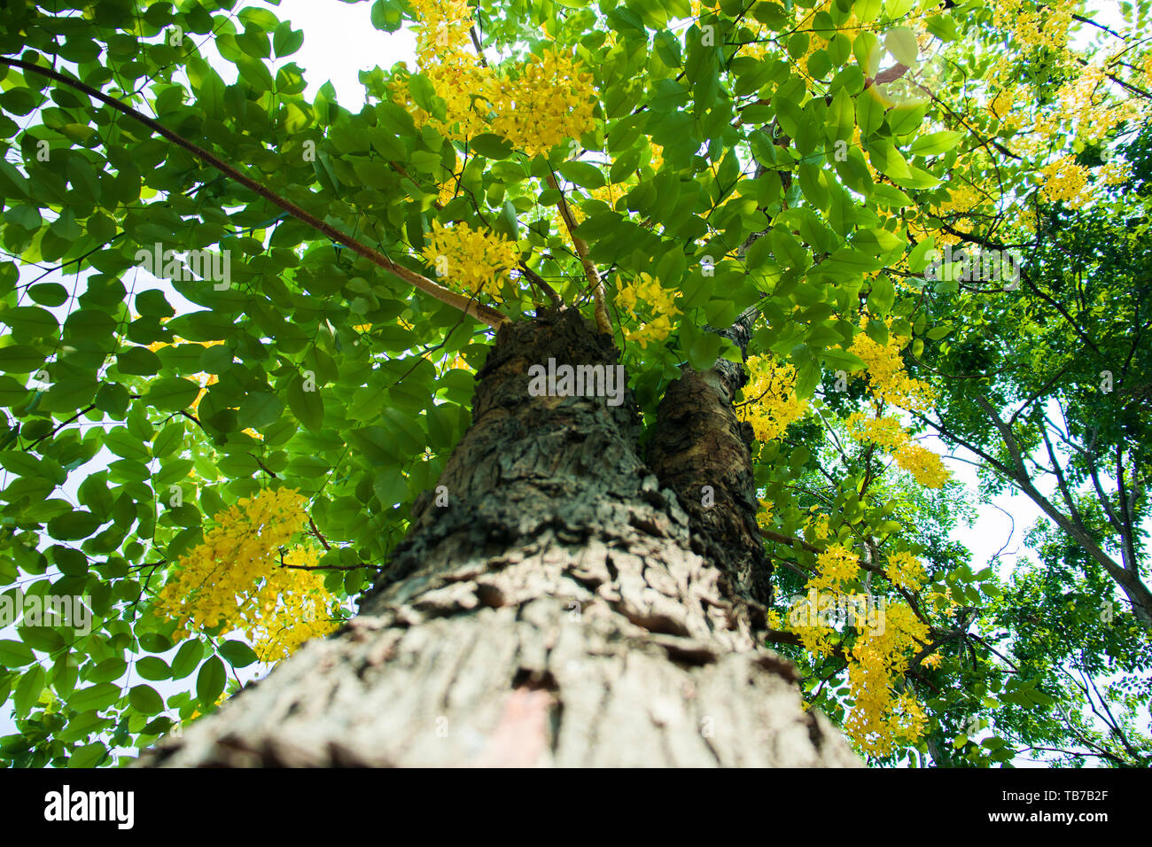 bottom view of tree in jungle and lighting of morning.forest and ...