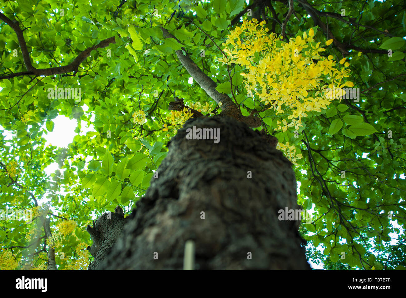 bottom view of tree in jungle and lighting of morning.forest and ...